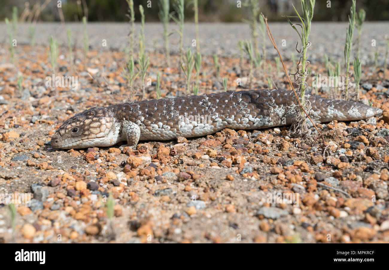 Shingleback Lizard, Tiliqua rugosa, photo was taken in the Fitzgerald ...