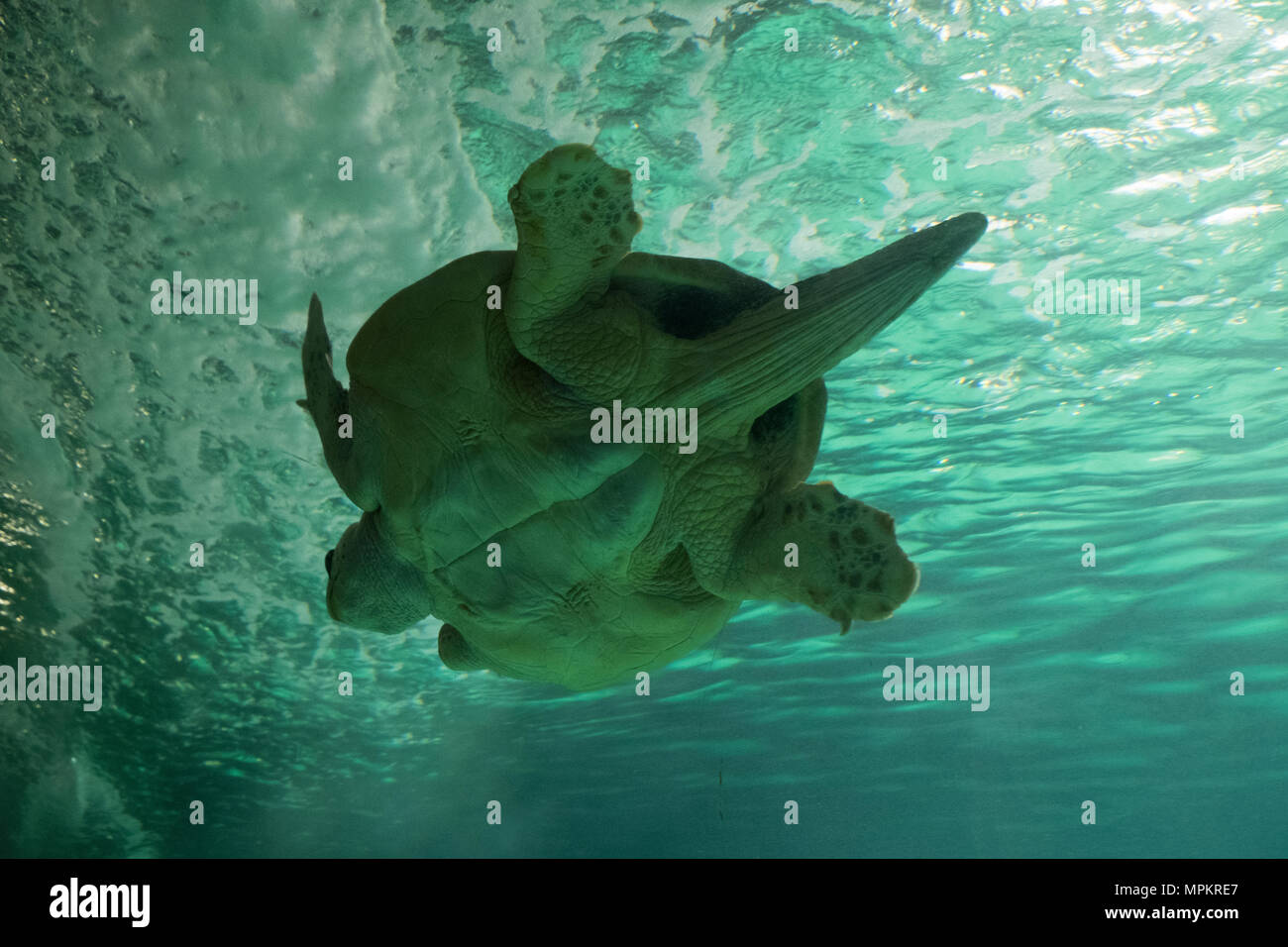 Turtle fins hi-res stock photography and images - Alamy