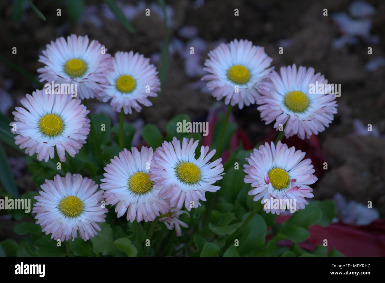 Common daisies, Bellis perennis Stock Photo - Alamy