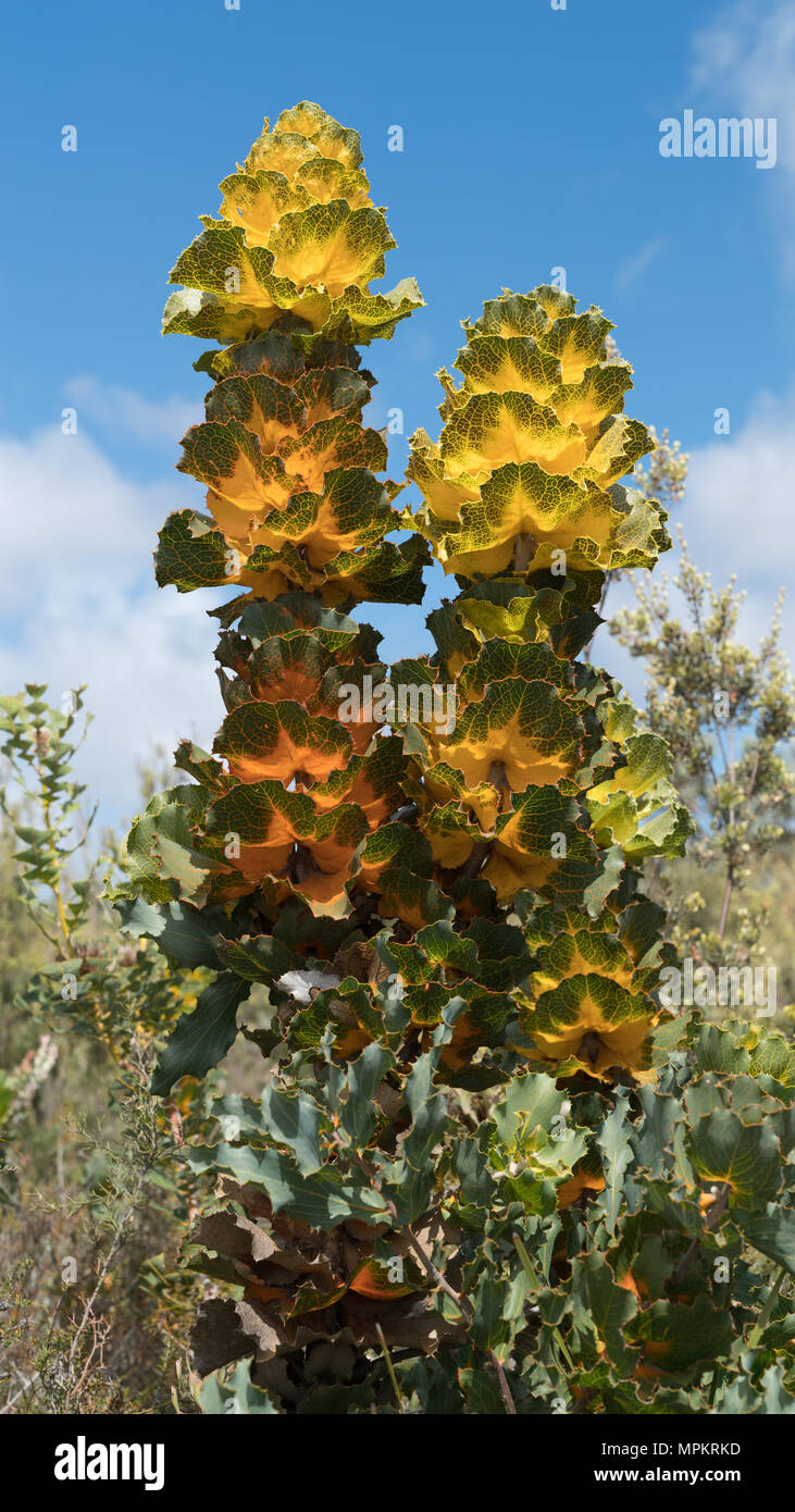 Royal hakea, Hakea victoira, beautiful flora of the Fitzgerald River ...