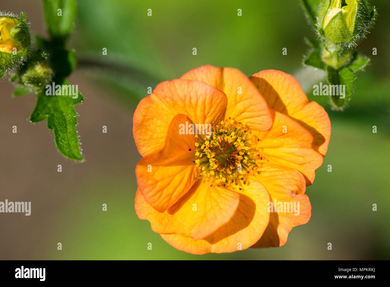 A close up of an orange flower of a Geum 'Prinses Juliana' Stock Photo ...