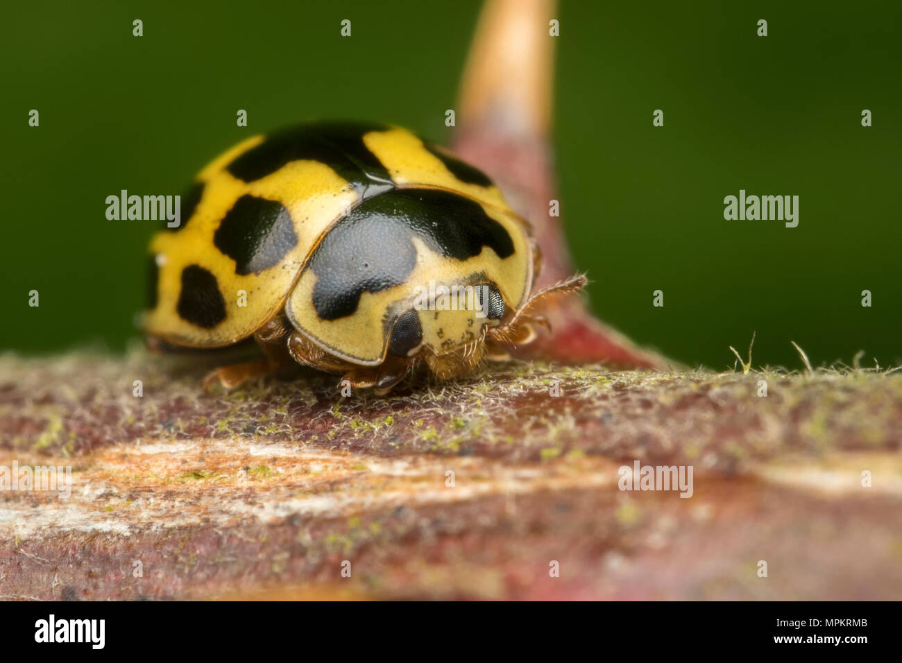 14 spot ladybird hi-res stock photography and images - Alamy