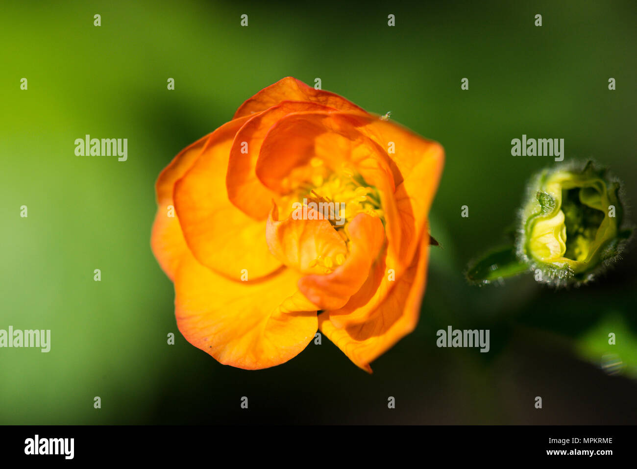 Prinses juliana hi-res stock photography and images - Alamy