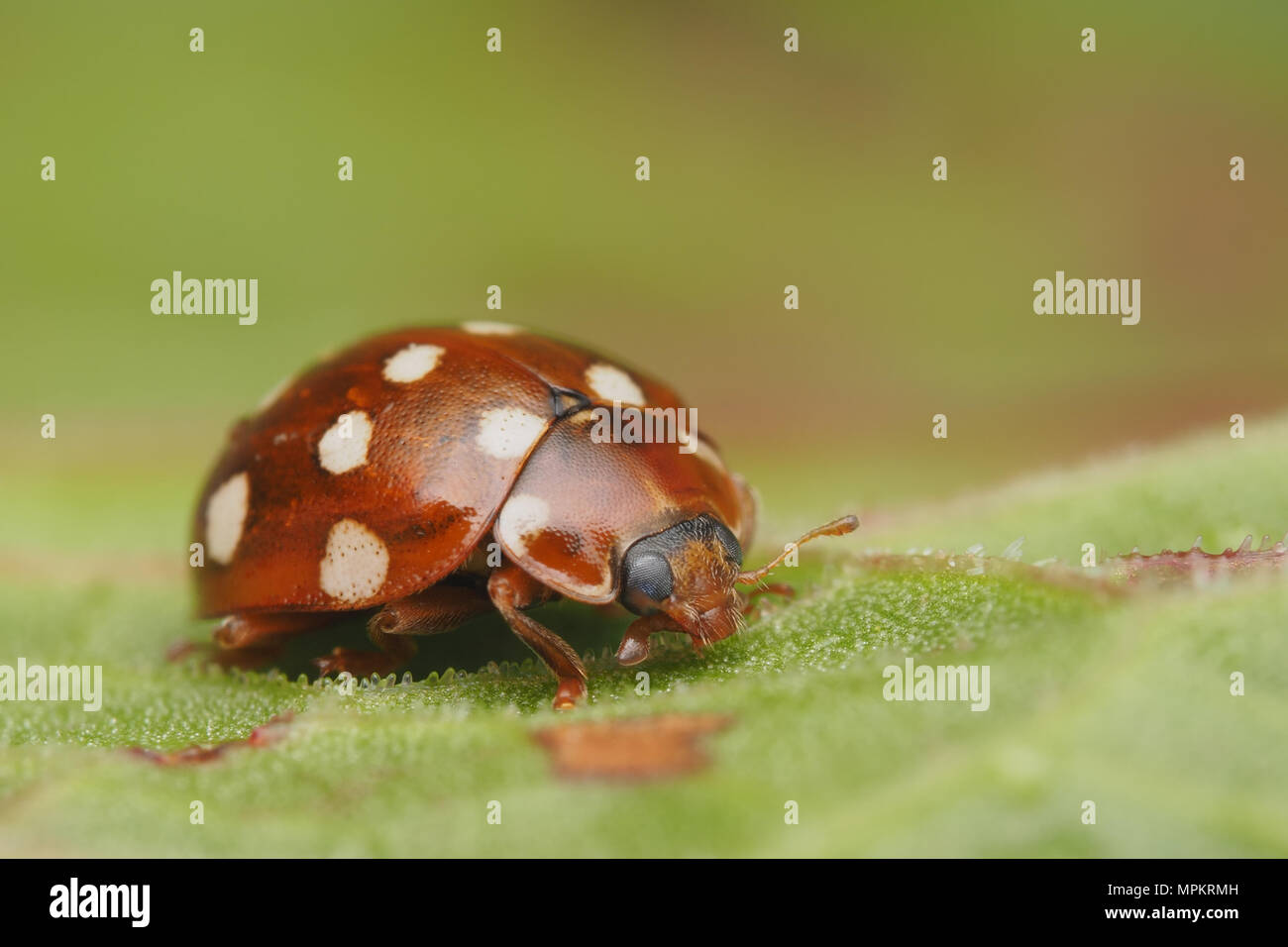 Beetle with cream spots hi-res stock photography and images - Alamy