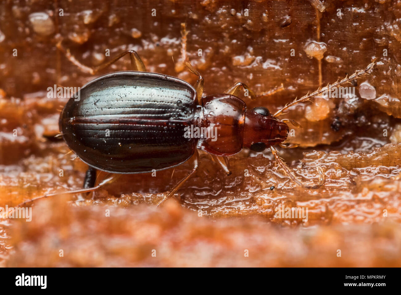 Dorsal view of Ground Beetle (Ocys tachysoides) resting on rotten piece ...
