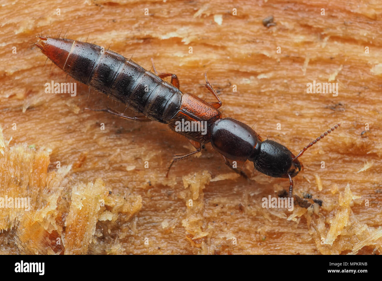 Rove beetle hi-res stock photography and images - Alamy
