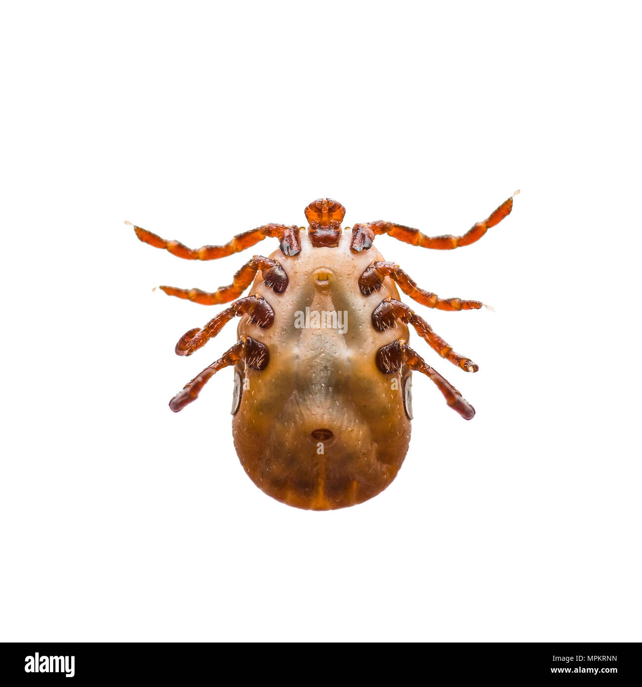 Encephalitis Virus or Lyme Disease Infected Tick Arachnid Insect ...