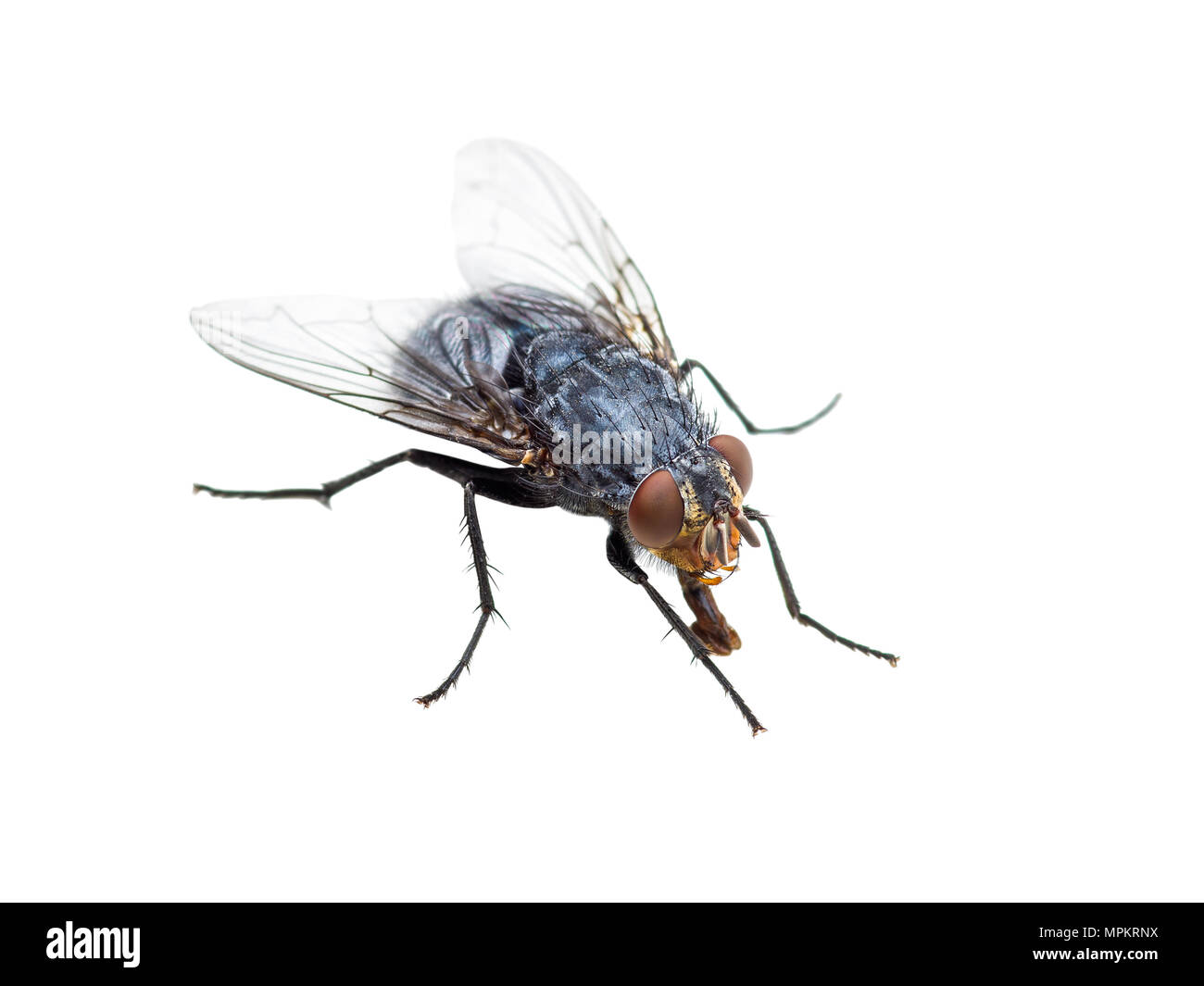 Ugly Diptera Fly Insect Isolated on White Background Stock Photo - Alamy