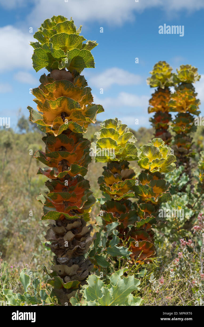 Royal hakea, Hakea victoira, beautiful flora of the Fitzgerald River ...