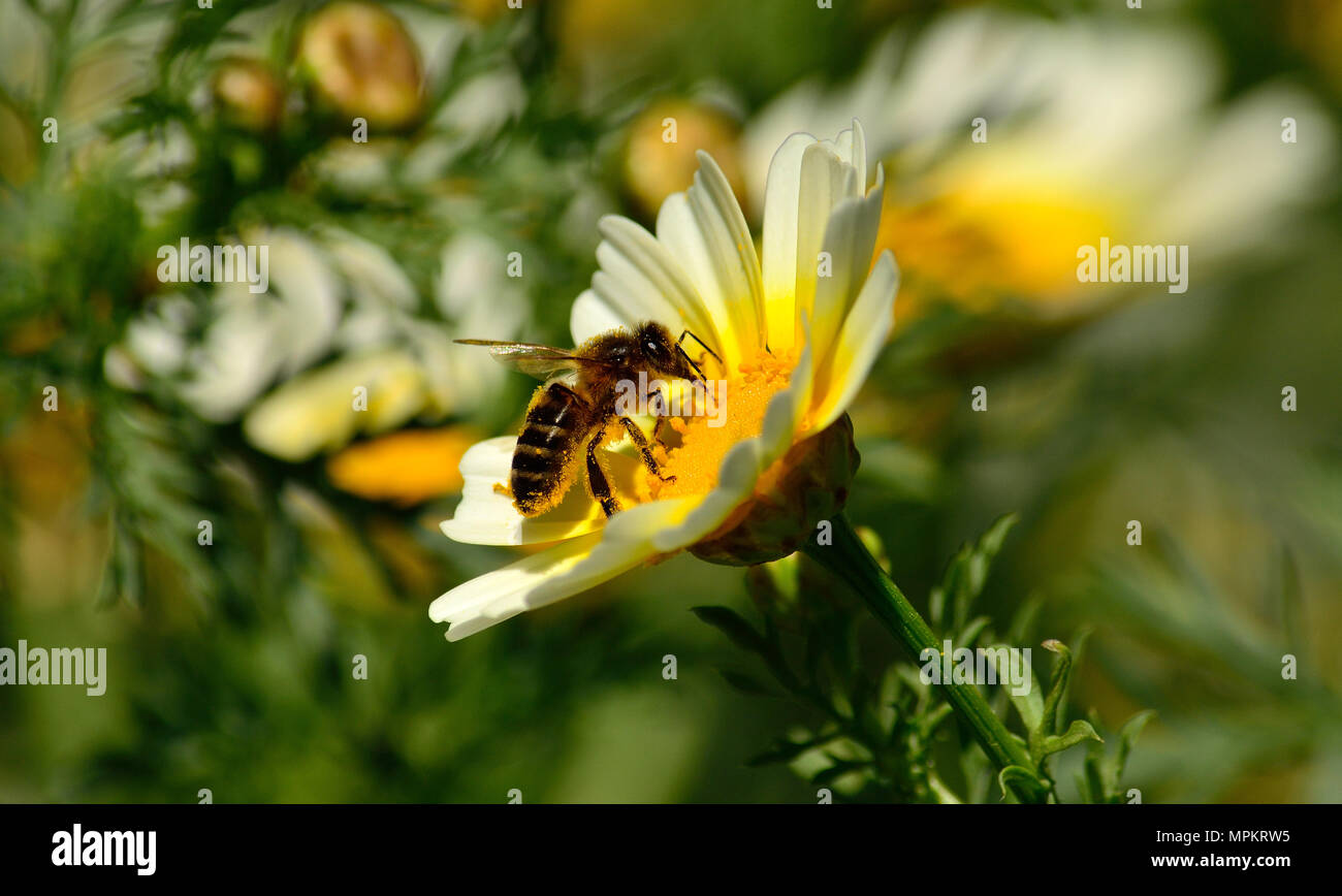 Wild daisy in full splendor and bee collecting pollen inside Stock ...