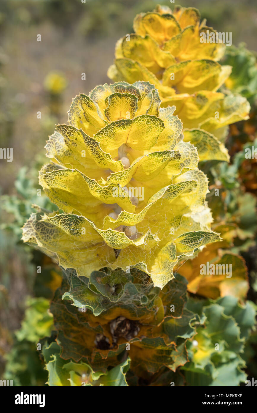 Royal hakea, Hakea victoira, beautiful flora of the Fitzgerald River ...