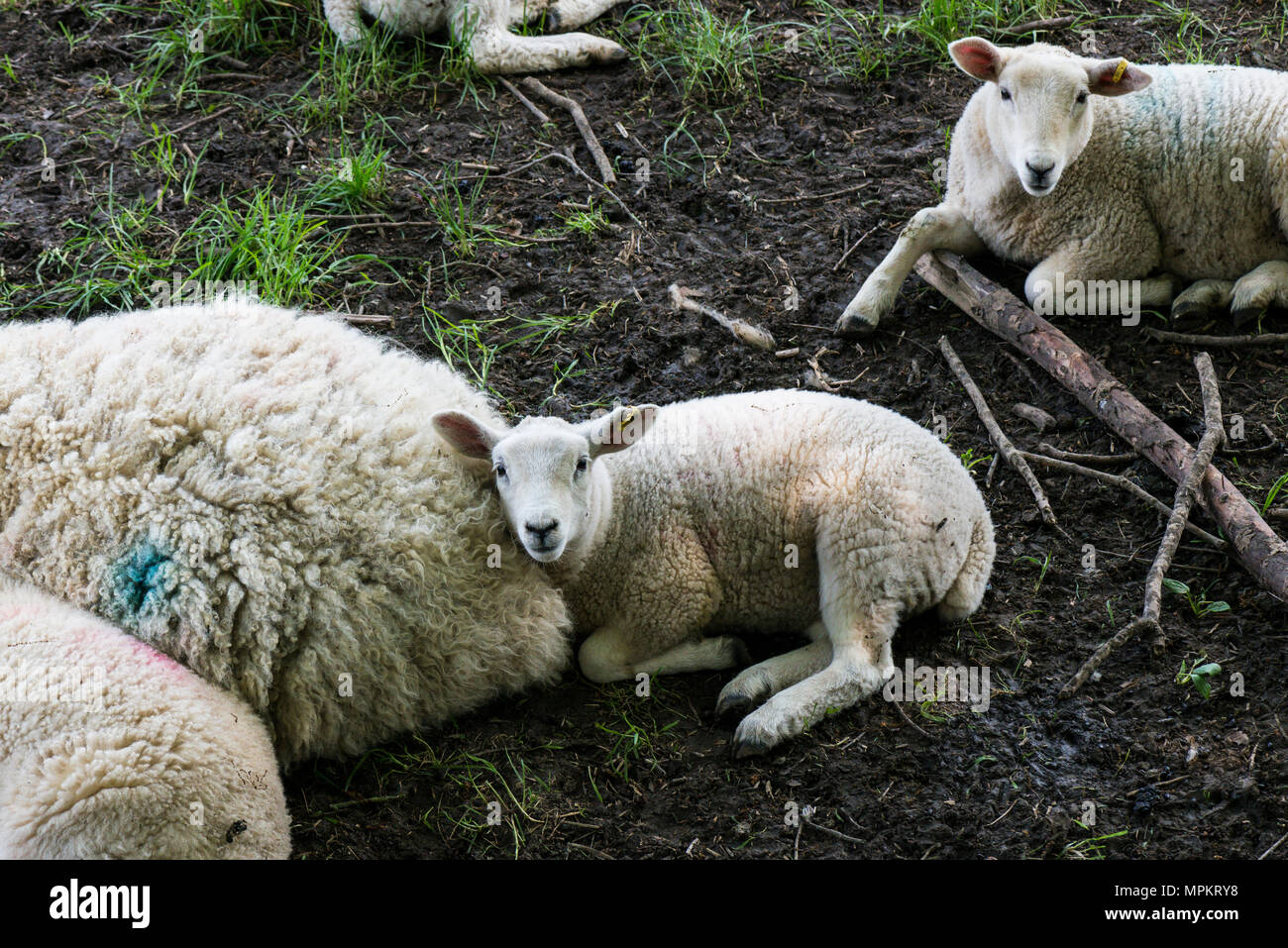 Spring lambs wiltshire hi-res stock photography and images - Alamy