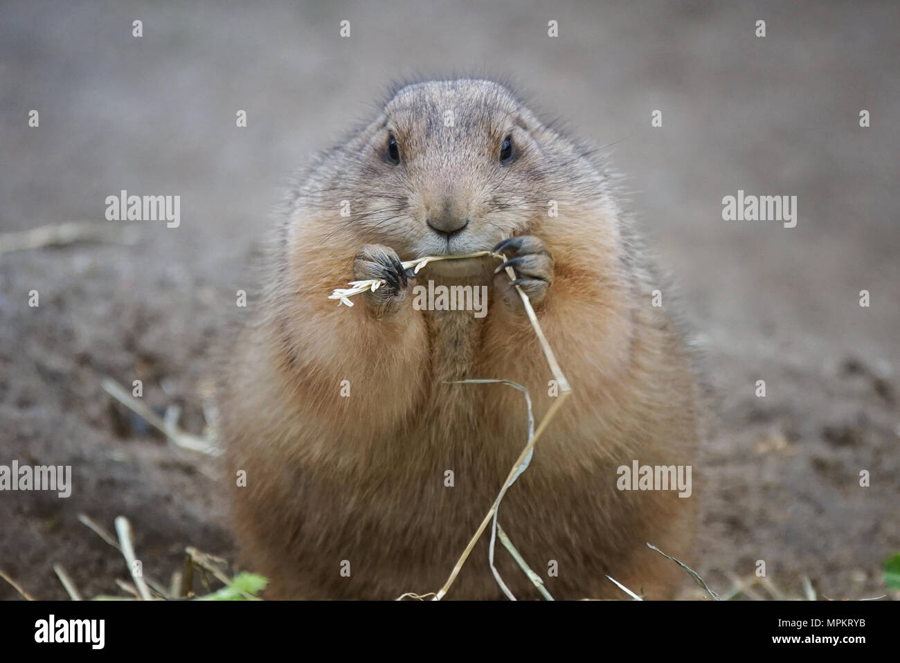 Black-tailed Prairie Dog, Cynomys ludovicianus, wildlife animals Stock ...