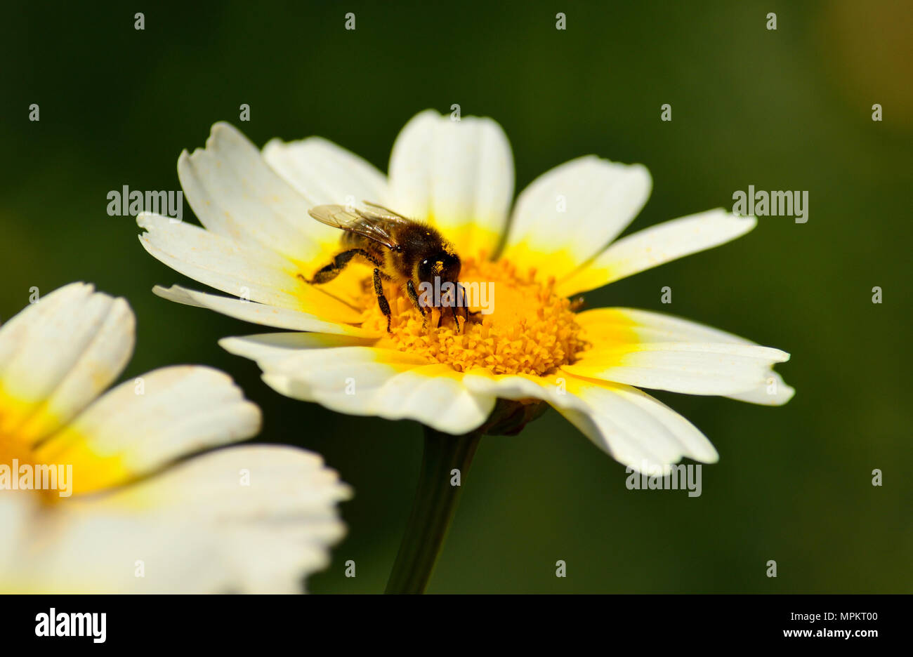 Bee collecting pollen inside wild daisy in full splendor Stock Photo ...