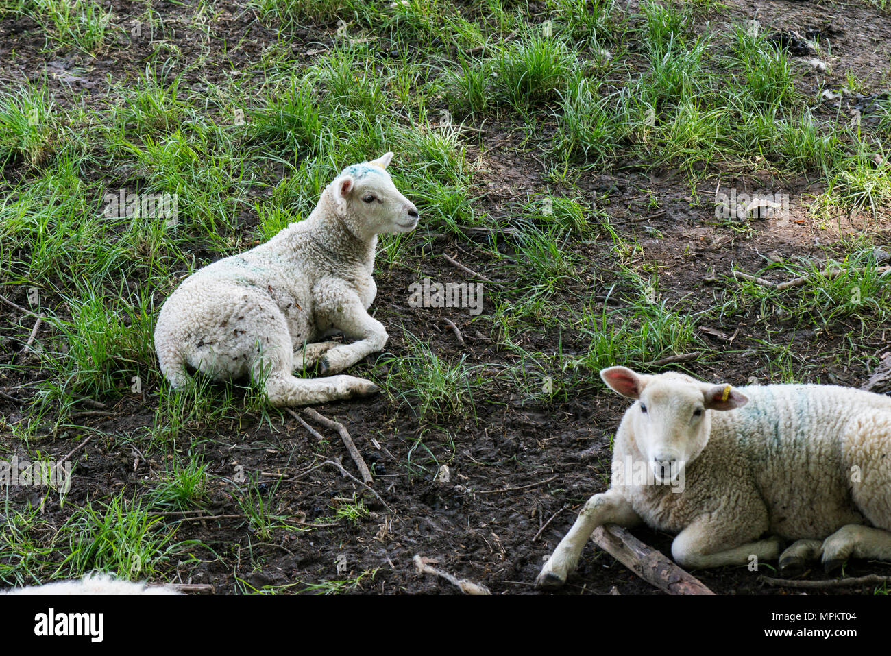 Spring lambs wiltshire hi-res stock photography and images - Alamy