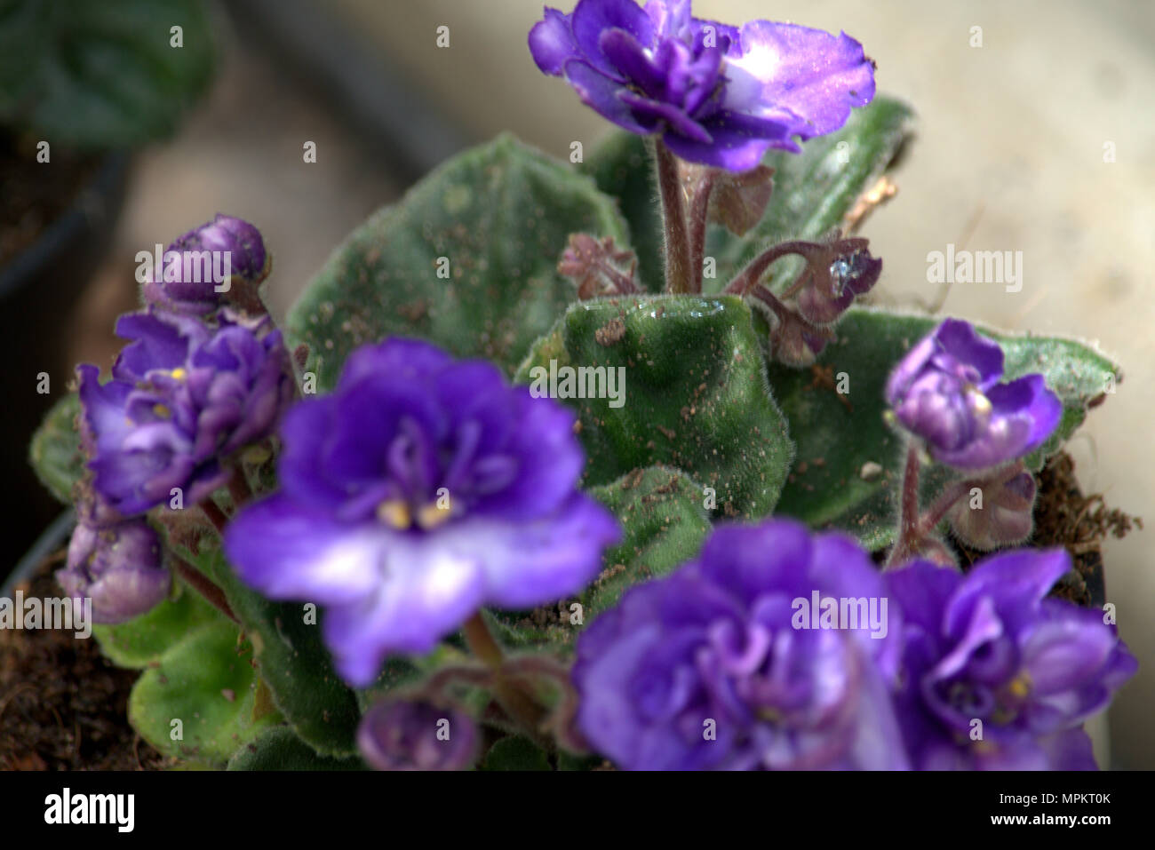 Saint Paulia, African Violet Stock Photo - Alamy