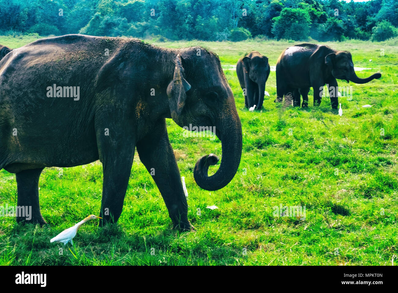Asian elephant herd walking hi-res stock photography and images - Alamy
