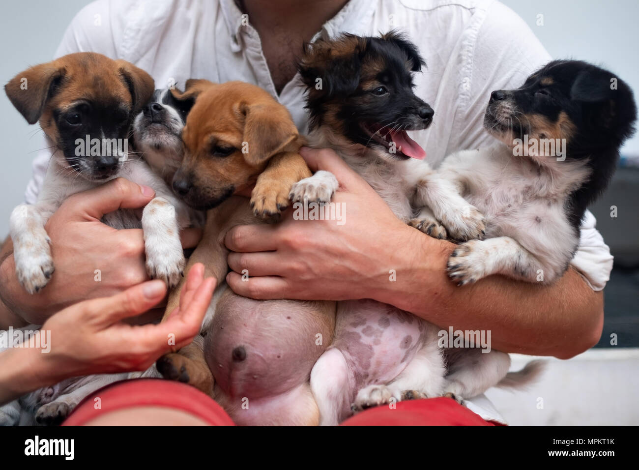 Young man holding 5 puppies in his hands. Cute gog family together ...