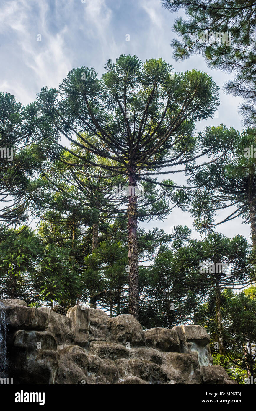 Brazilian pine tree hi-res stock photography and images - Alamy