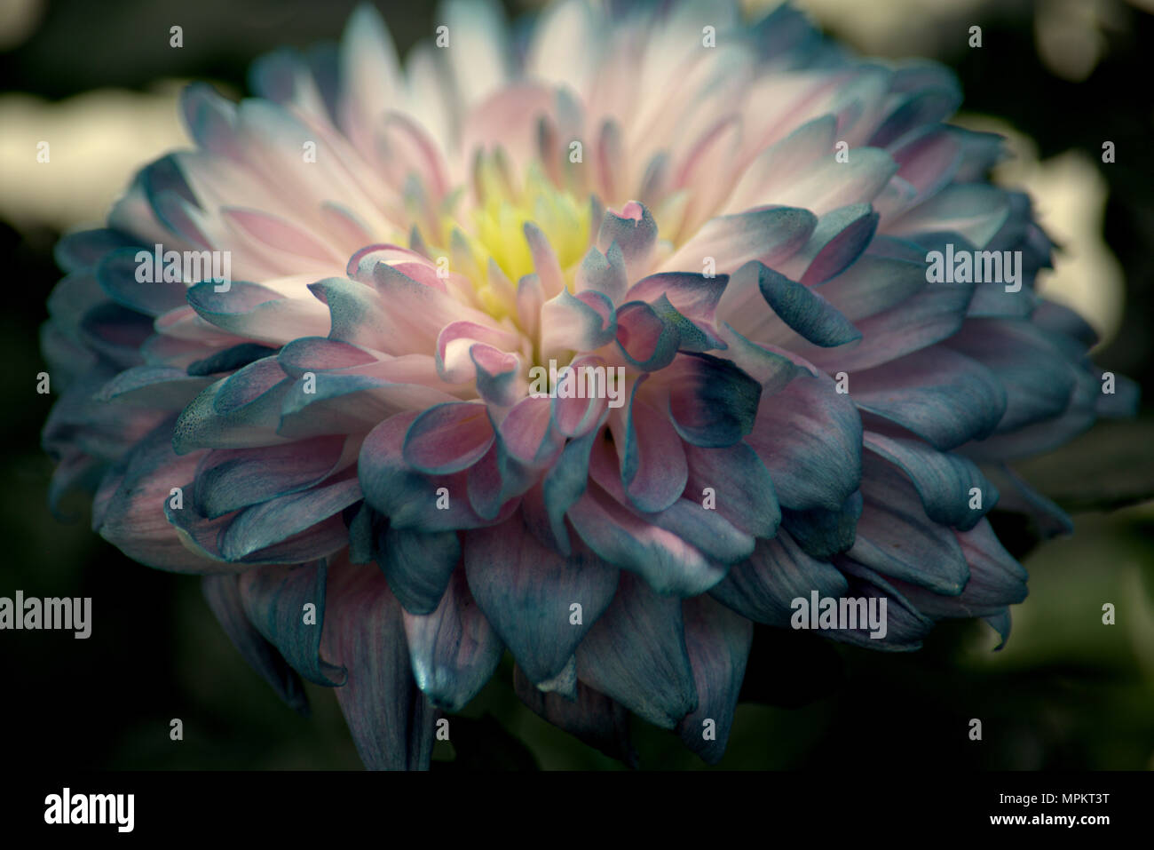 Light blue tinge hi-res stock photography and images - Alamy