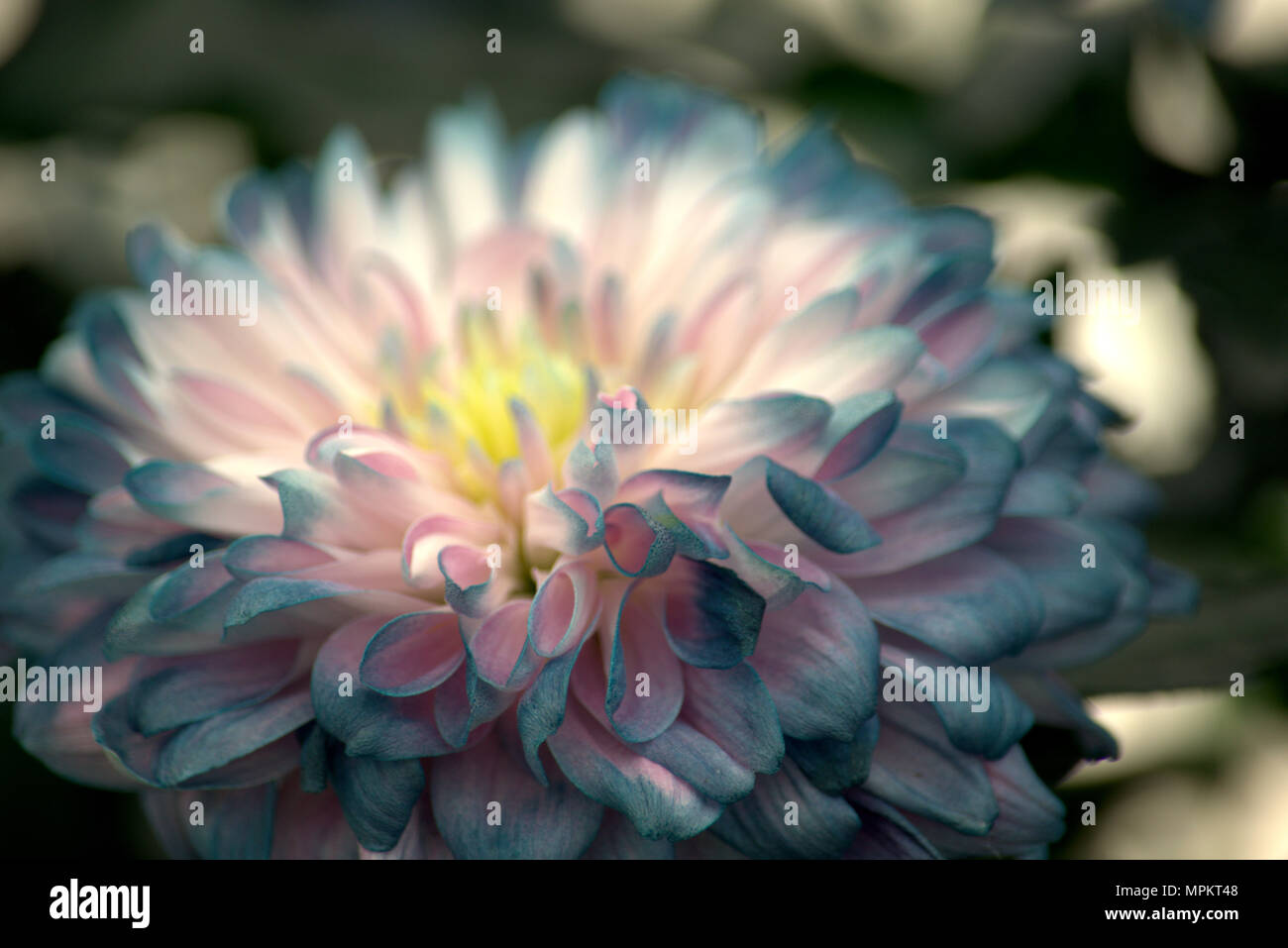 Light blue tinge hi-res stock photography and images - Alamy