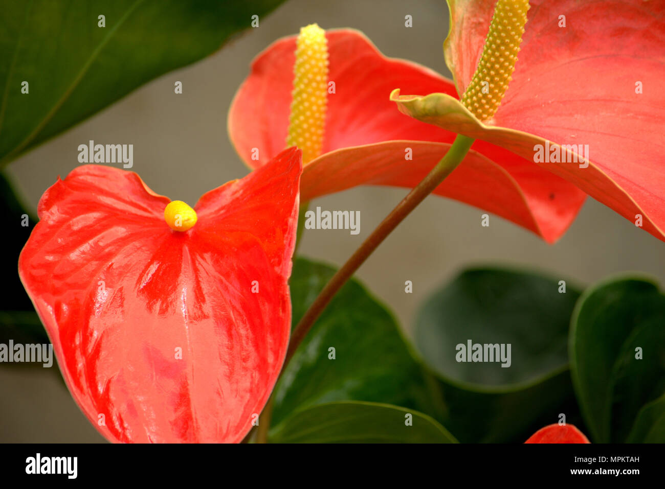 Red peace lily hi-res stock photography and images - Alamy