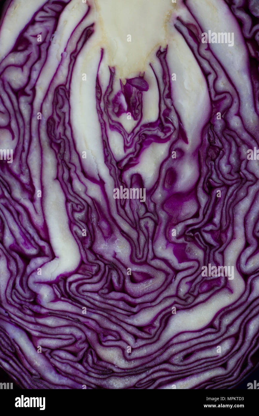 Color cabbage split, cut Stock Photo - Alamy