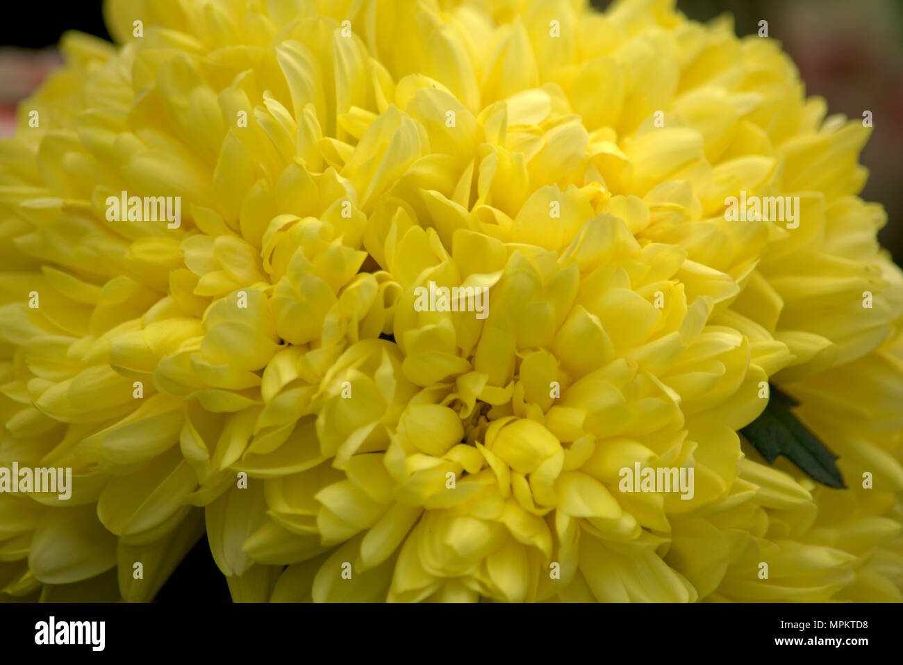 Chrysanthemum, yellow flower Stock Photo - Alamy