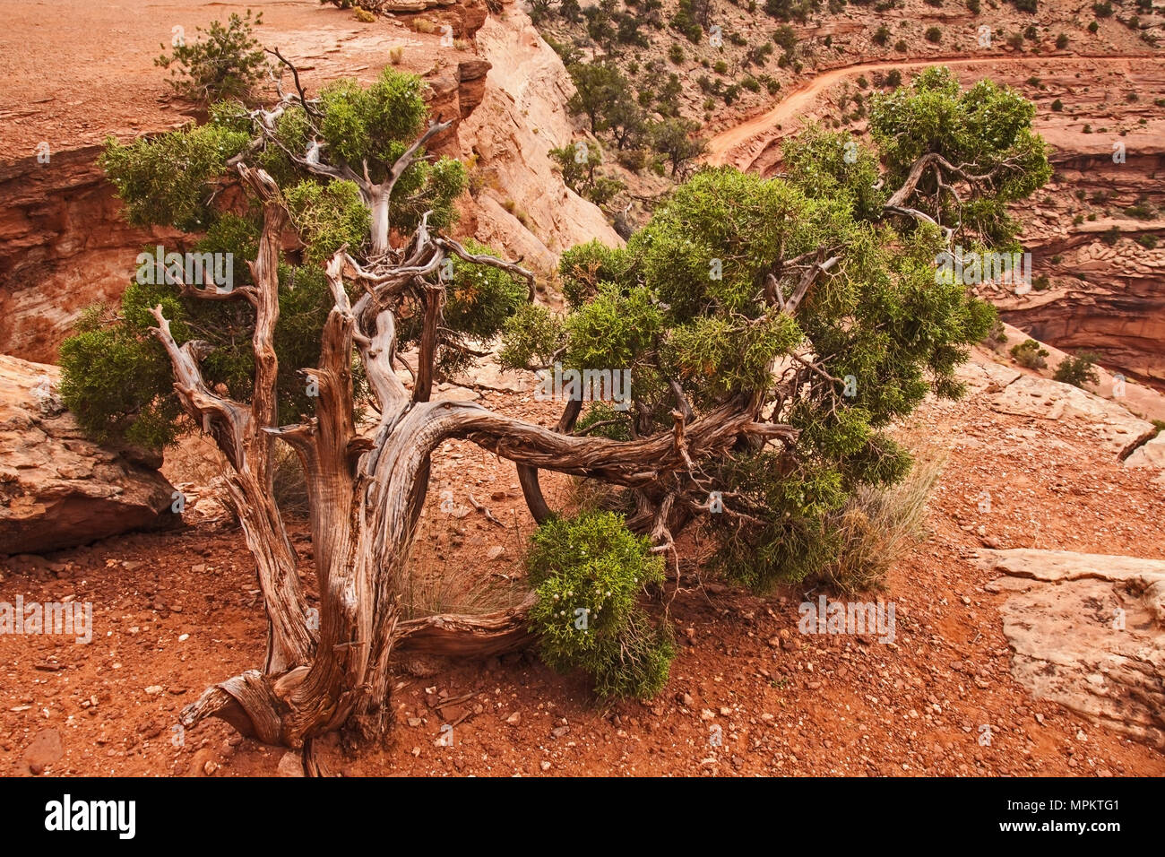 Bent juniper hi-res stock photography and images - Alamy