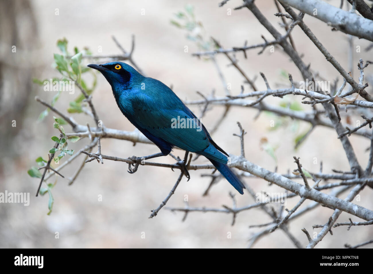 Greater Blue-eared Starling Stock Photo - Alamy