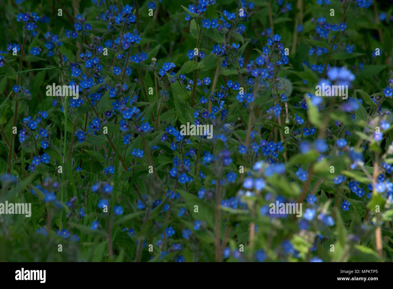 Blue forget-me-not flowers Stock Photo - Alamy