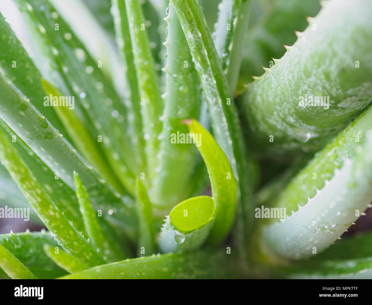 closeup big Aloe vera plants, tropical green plants tolerate hot ...