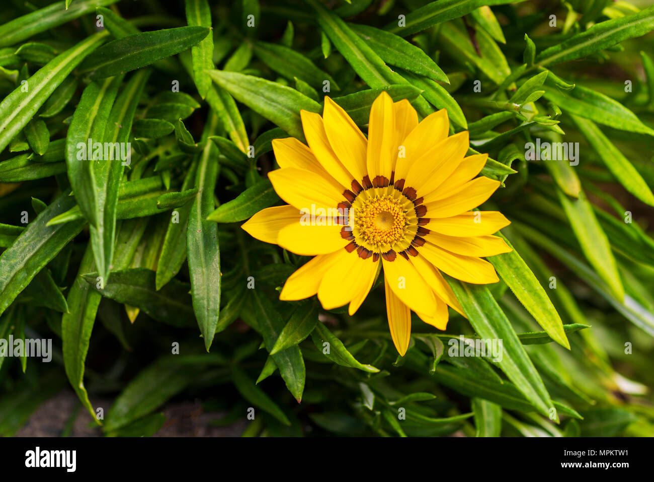 Yellow flower field vintage retro hi-res stock photography and images ...