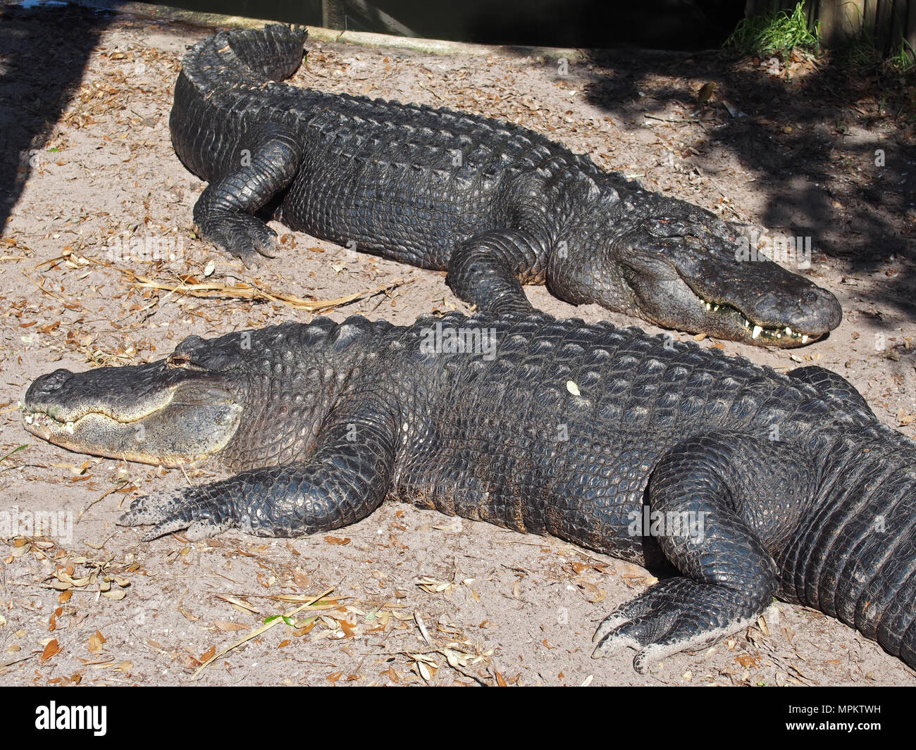 Alligators at the Native Swamp and Rookery at the Alligator Farm in St ...