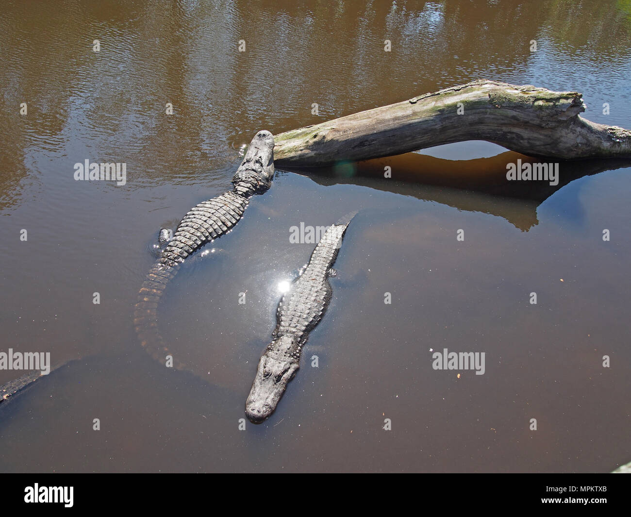 Alligators at the Native Swamp and Rookery at the Alligator Farm in St ...