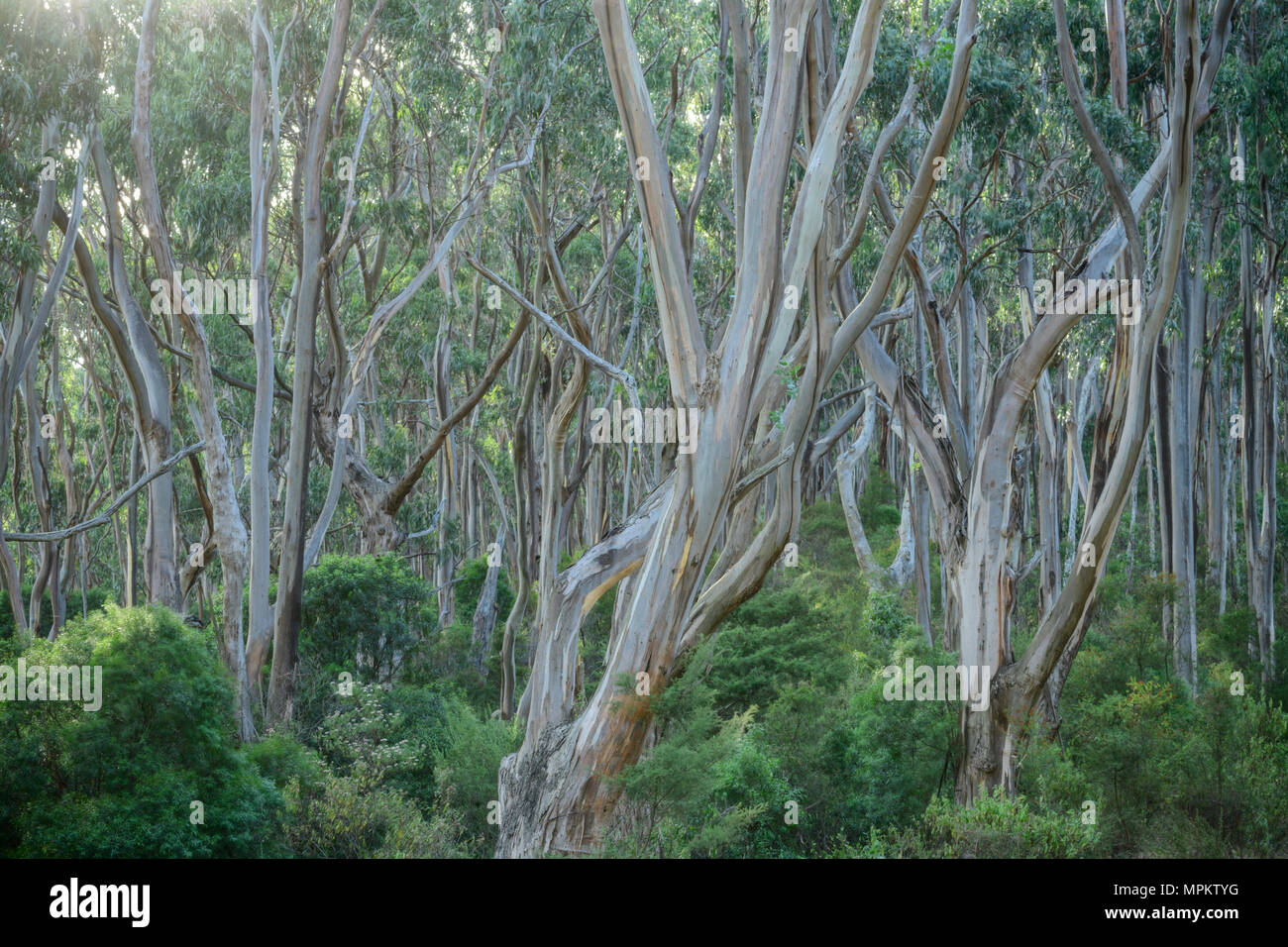 Oceania; Australia; Australian; Down Under; Victoria; Great Otway ...
