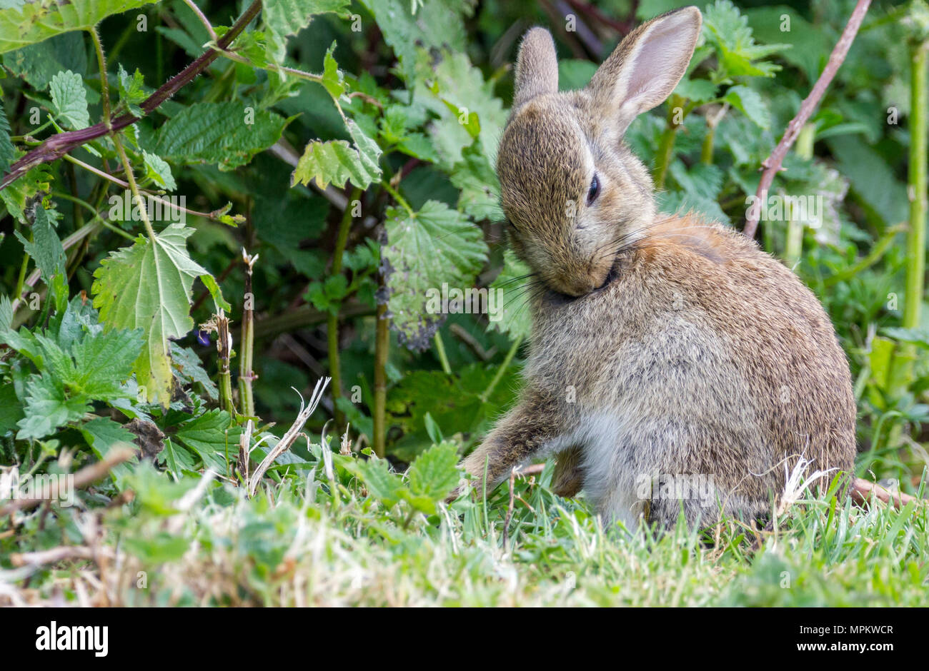 White rabbits in fields hi-res stock photography and images - Alamy