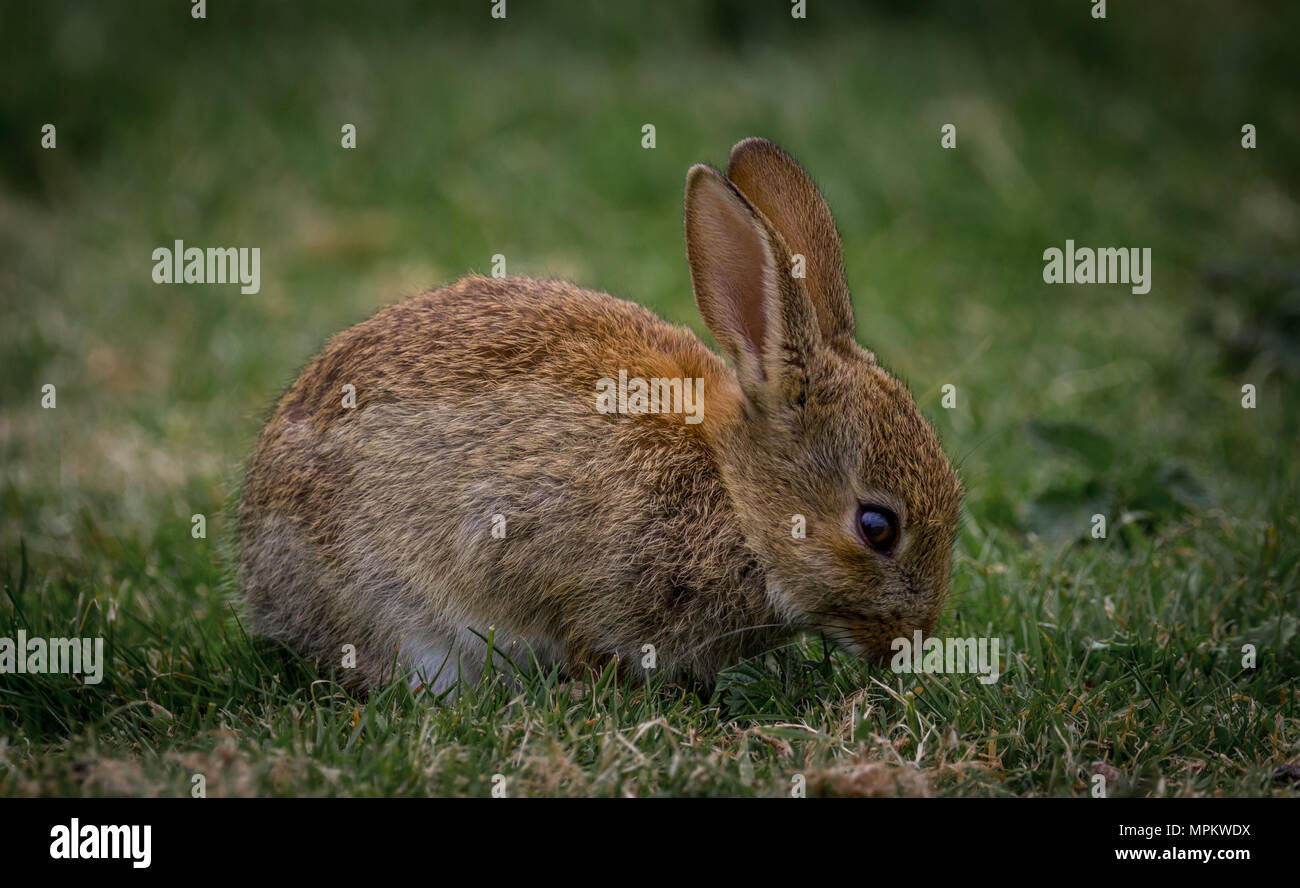 Wild Rabbit Kit High Resolution Stock Photography and Images - Alamy