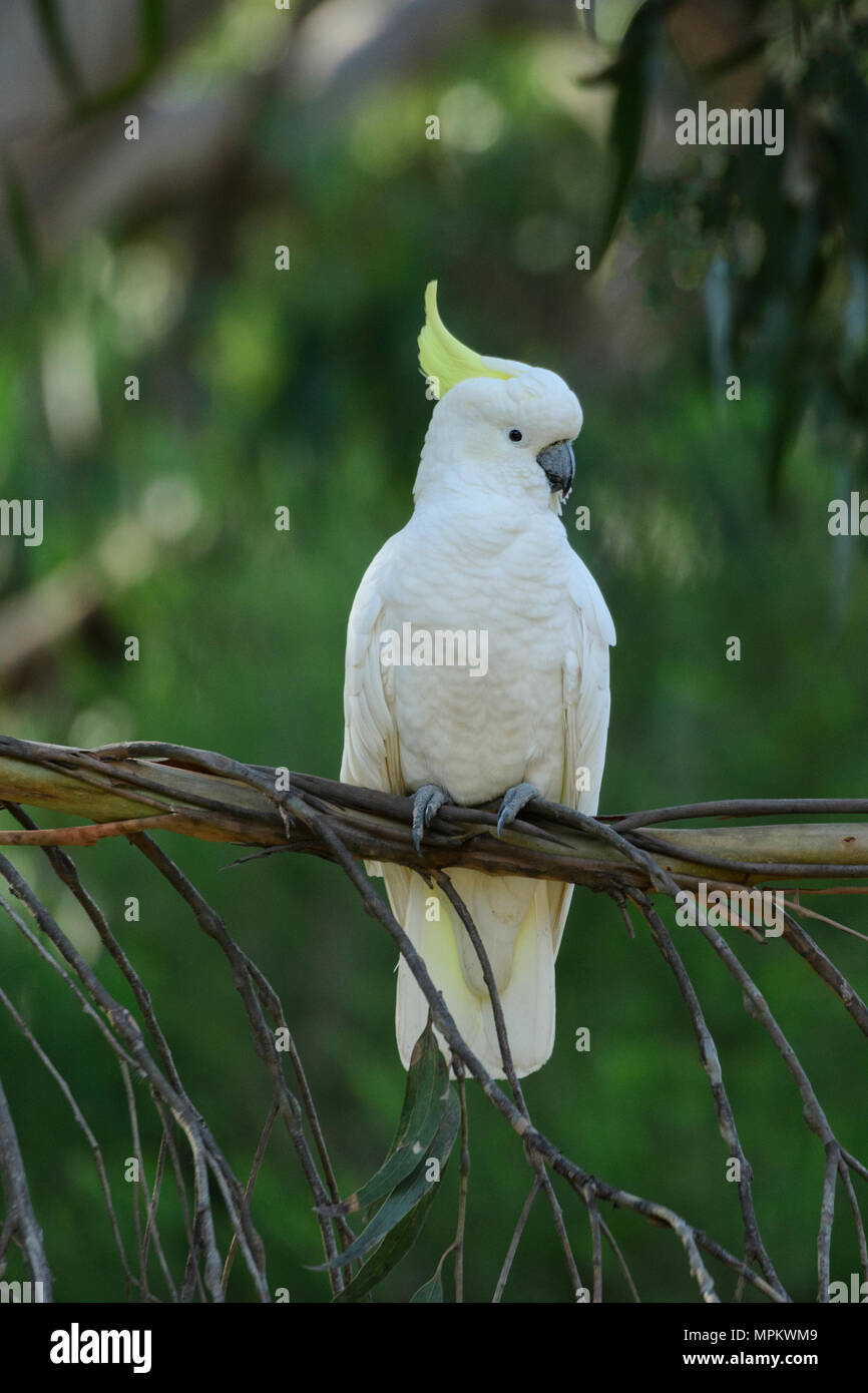 Australia, Victoria, Port Campbell National Park, Cockatoo Stock Photo ...