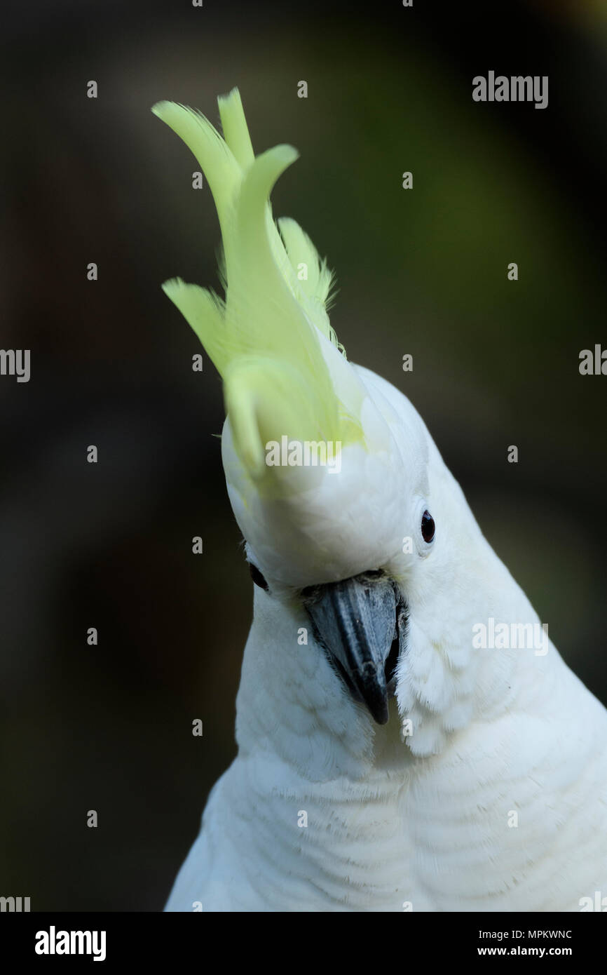 Oceania; Australia; Australian; Down Under; Victoria, Kennet River ...