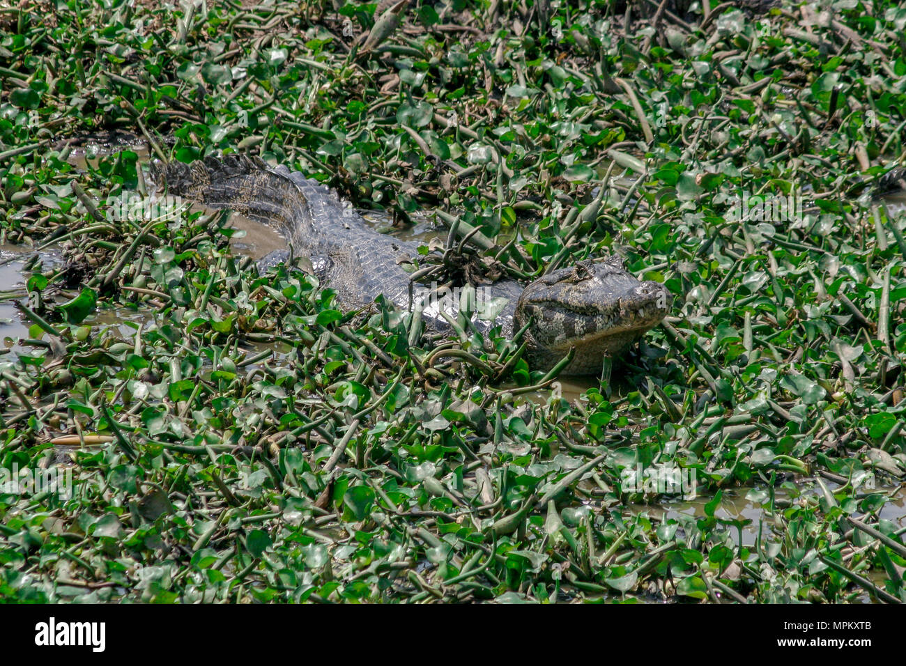 Common caiman teeth hi-res stock photography and images - Alamy