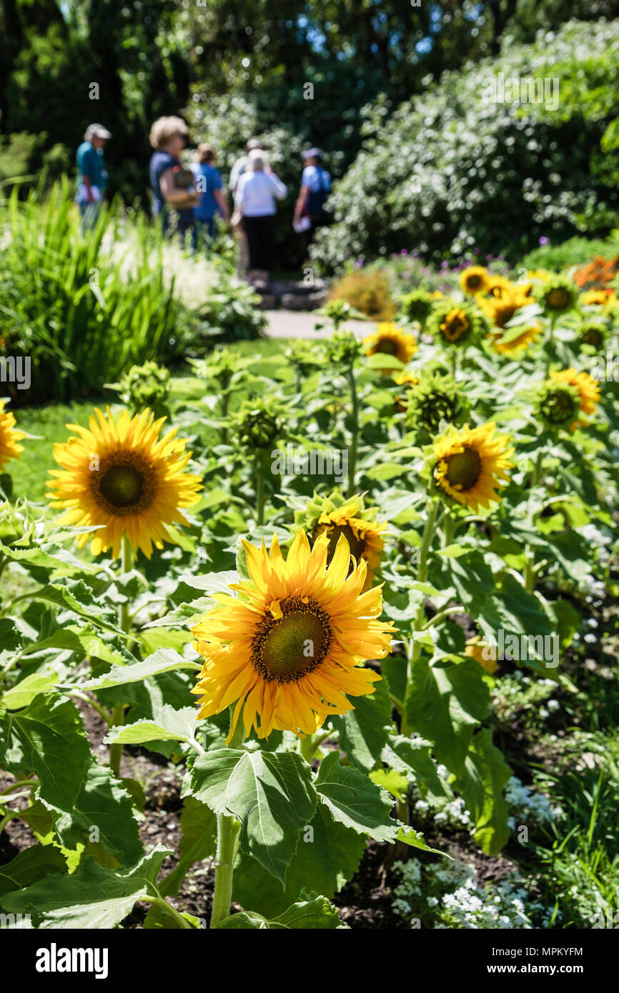 Garden sunflower hi-res stock photography and images - Alamy