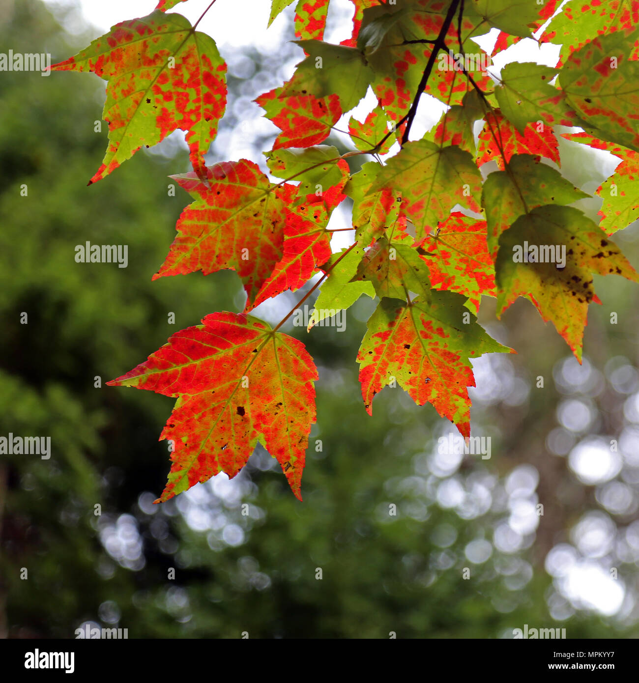 Fall Leaves, Maine Stock Photo - Alamy