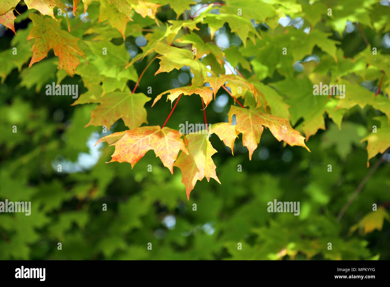 Fall Leaves, Maine Stock Photo - Alamy