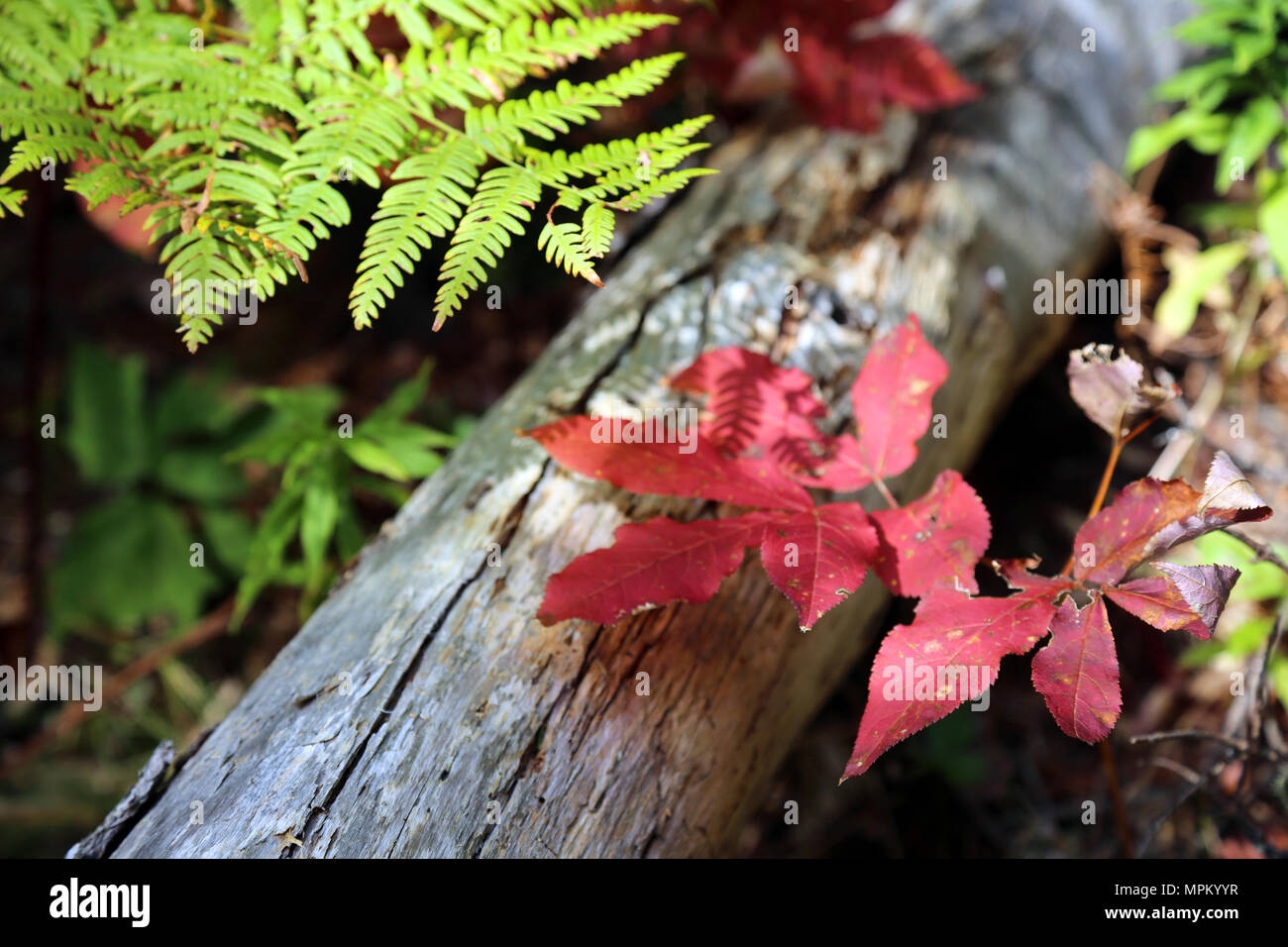 Fall Leaves, Maine Stock Photo - Alamy