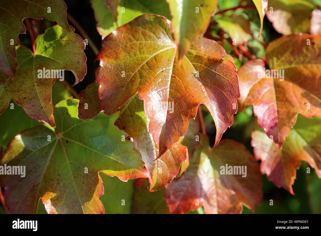 Fall Leaves, Maine Stock Photo - Alamy