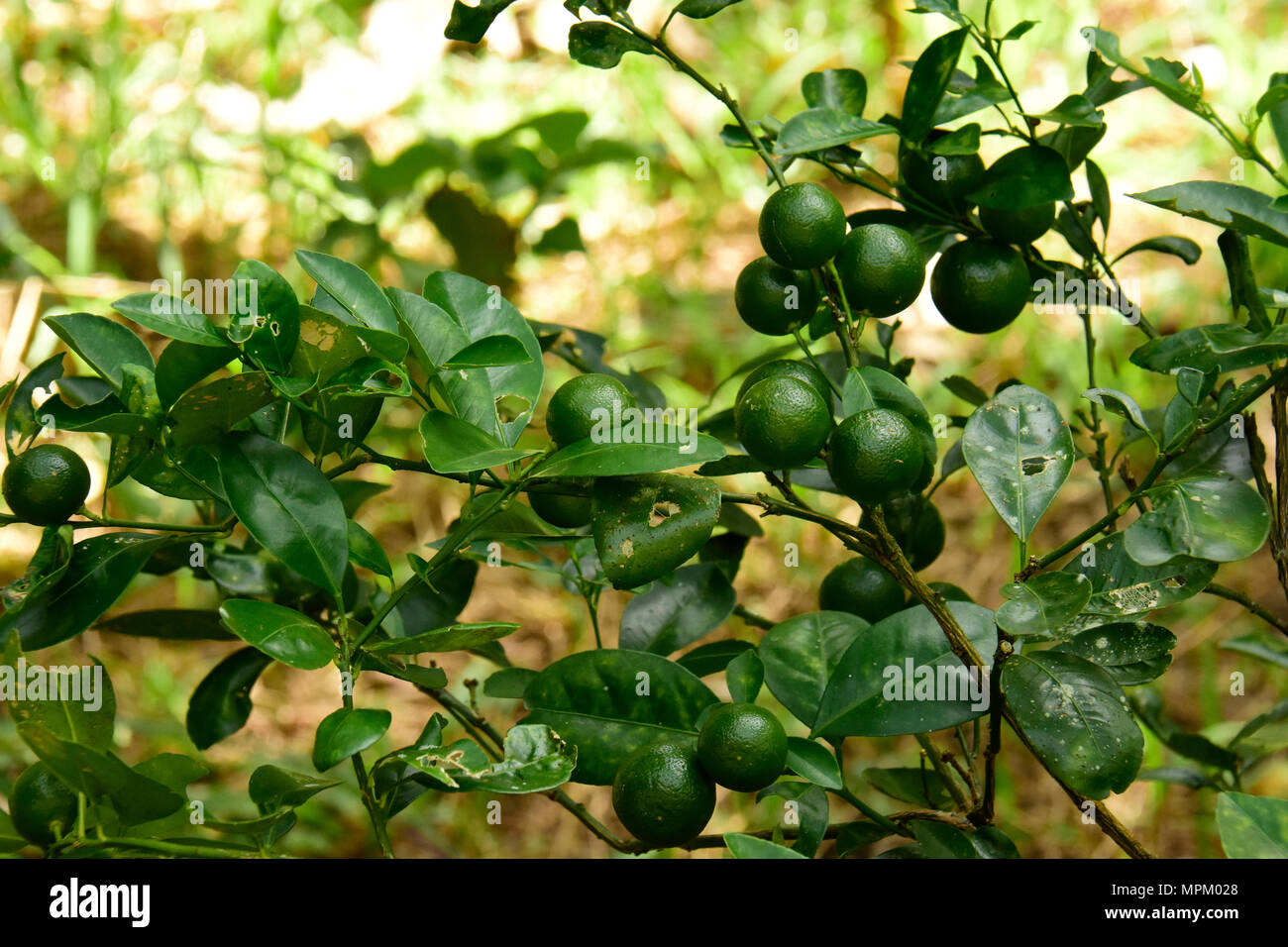 Vietnamese Fruit Trees