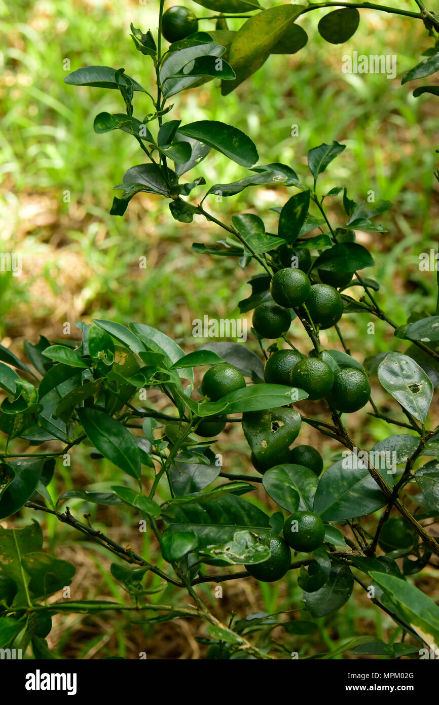 Asian fruit tree found hi-res stock photography and images - Alamy