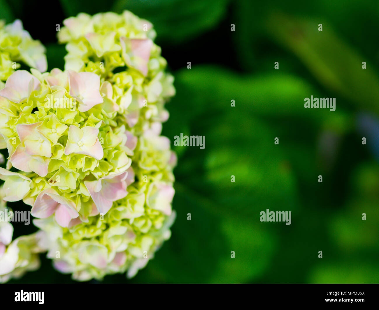 close up Cream white Hydrangea Paniculata Limelight flowers Stock Photo ...