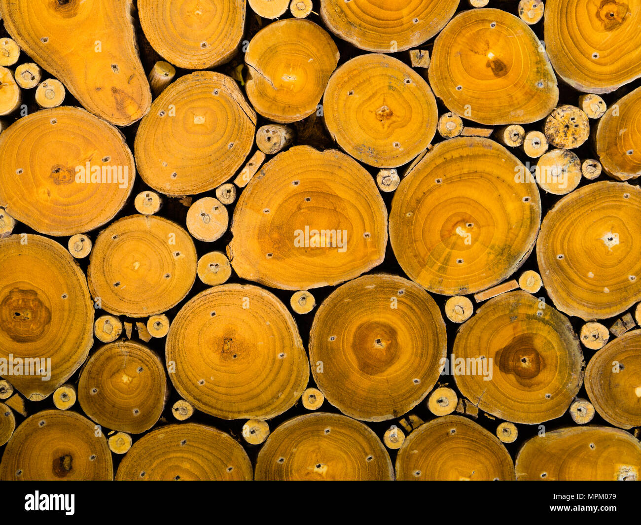 Seamless wood texture of cut tree trunk Stock Photo - Alamy